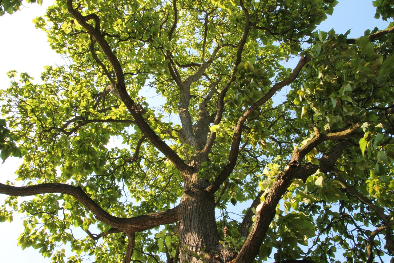 Historic Catalpa Tree | Brewery Becker