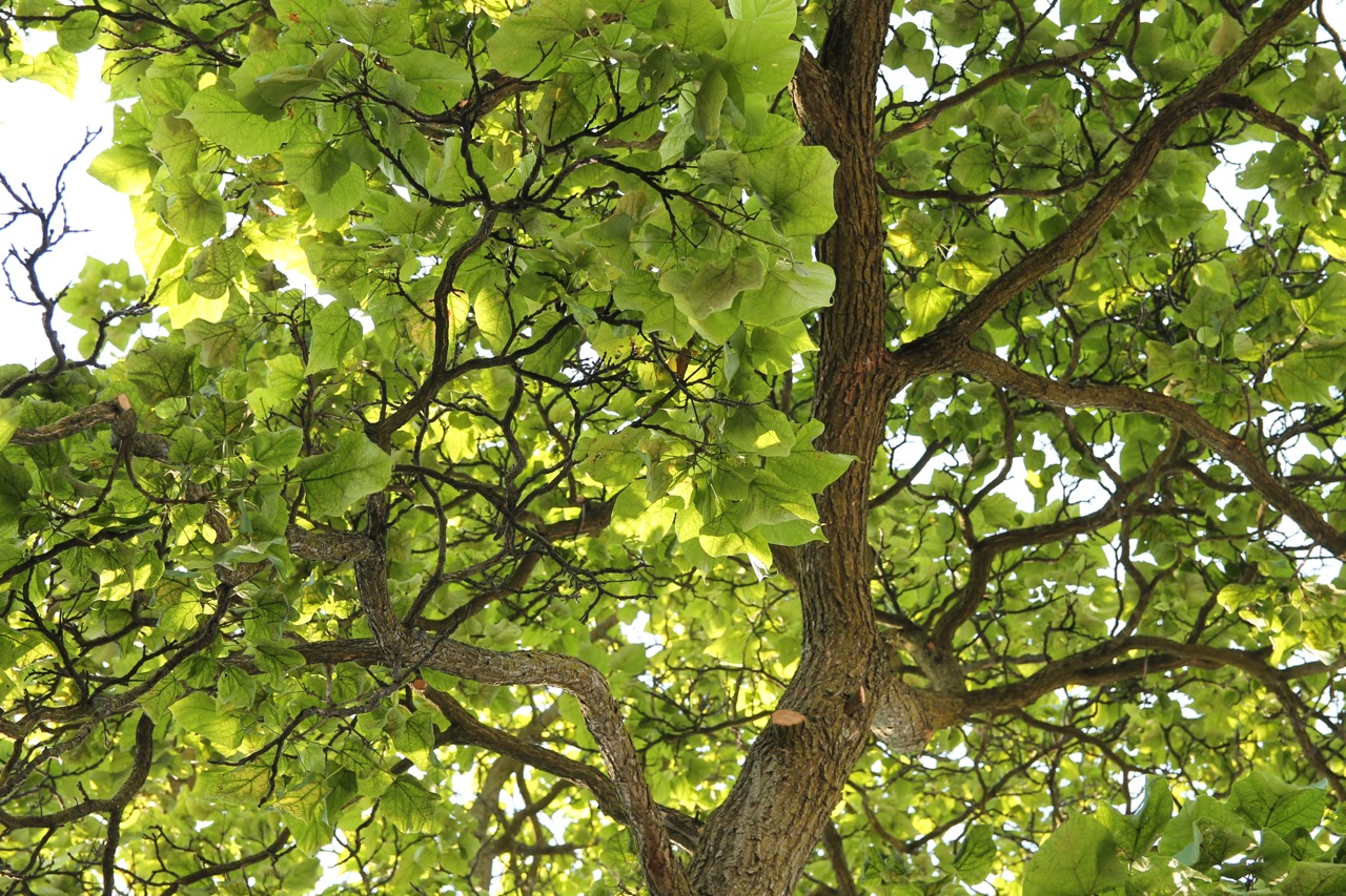 Historic Catalpa Tree | Brewery Becker